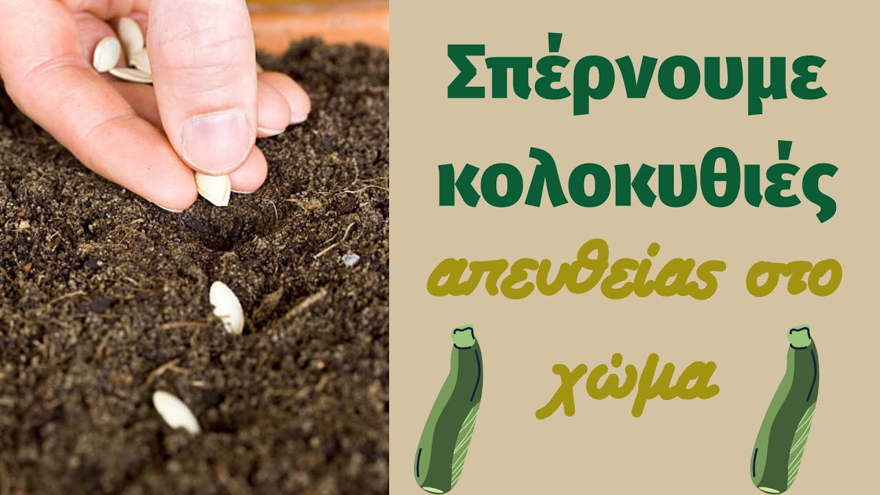 Σπέρνουμε κολοκυθιές στον κήπο η σε γλάστρα απευθείας στο χώμα - YouTube