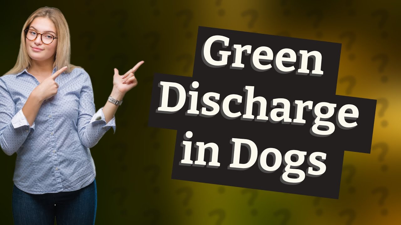 Why Is My Female Dog Leaking Green Discharge YouTube