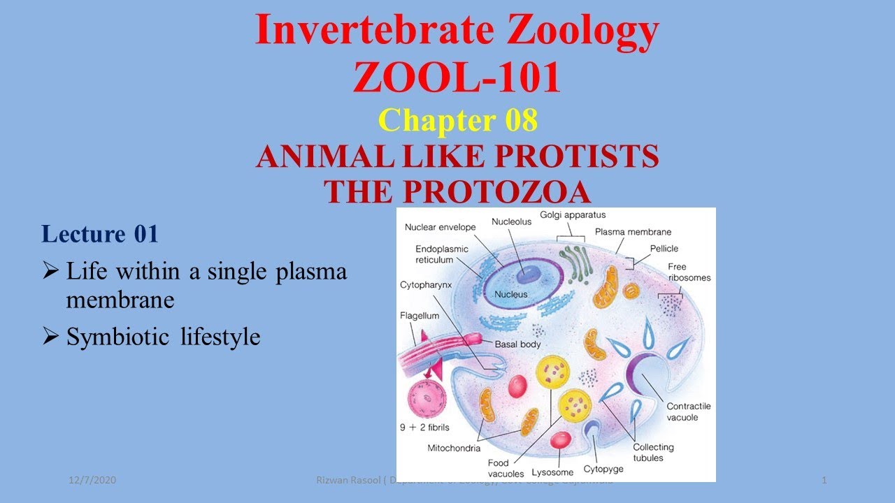 Protozoa , Life within a single plasma membrane #Homeostatic functions ...