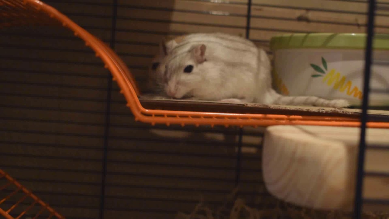 Cute Gerbil Yawning - YouTube