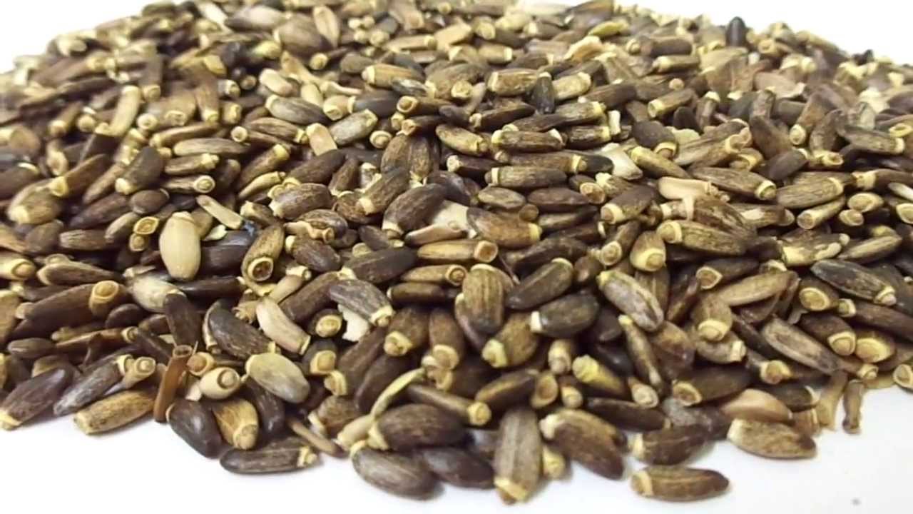 Milk Thistle Seeds Silybum Marianum Supplier Exporter Seeds Oil