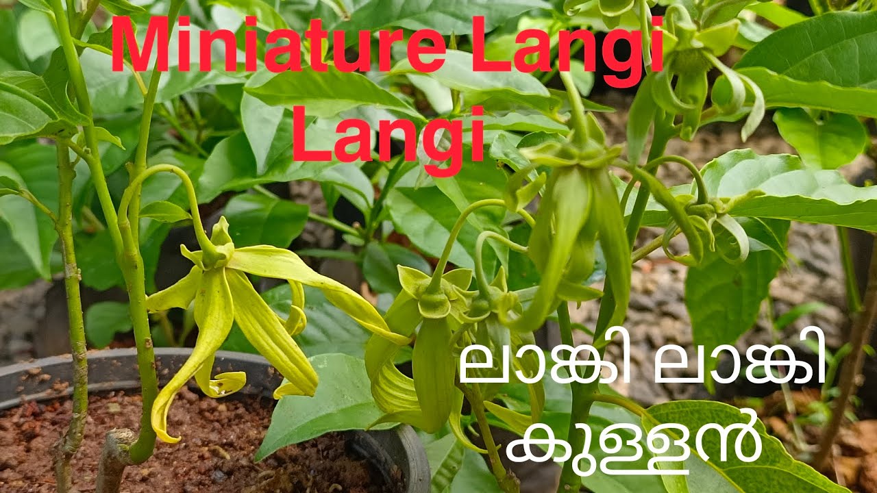 Miniature Langi Langi / kullan langi langi / ലാങ്കി ലാങ്കി care ...
