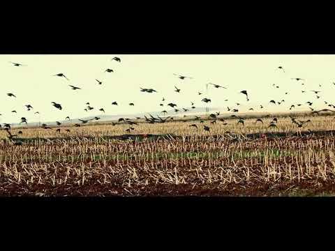 Çinare Melikzade feat Emre Yücelen Özel ! # aşk #cover #sertaberener