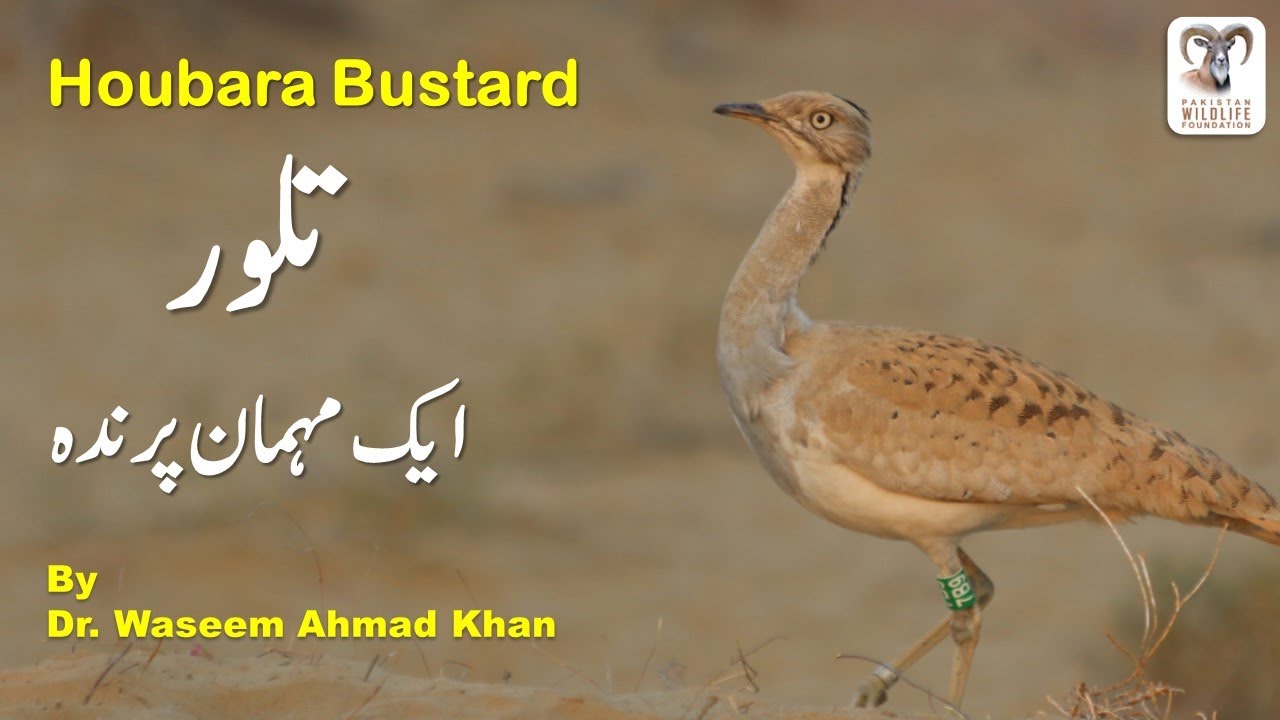 Taloor Bird / Taloor Bird in Pakistan / Taloor Hunting - YouTube