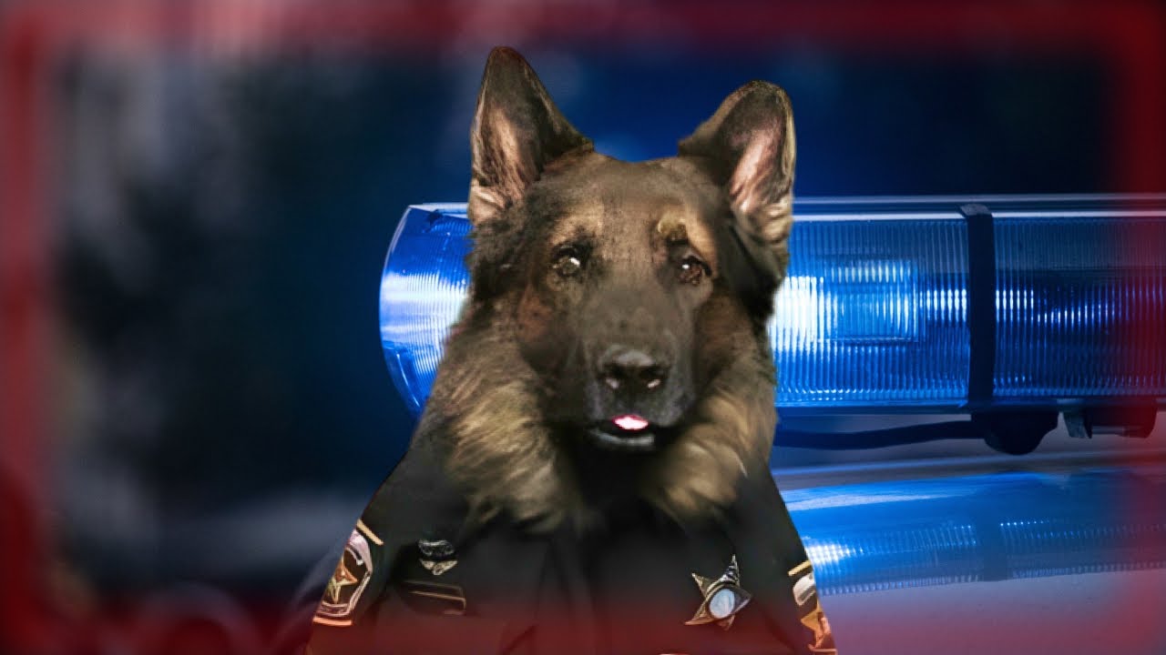 What Makes German Shepherds Good Police Dogs? - YouTube