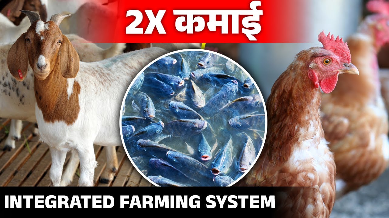 शानदार Integrated Farming System से खेती और Profit होगा दोगुना | Goat ...