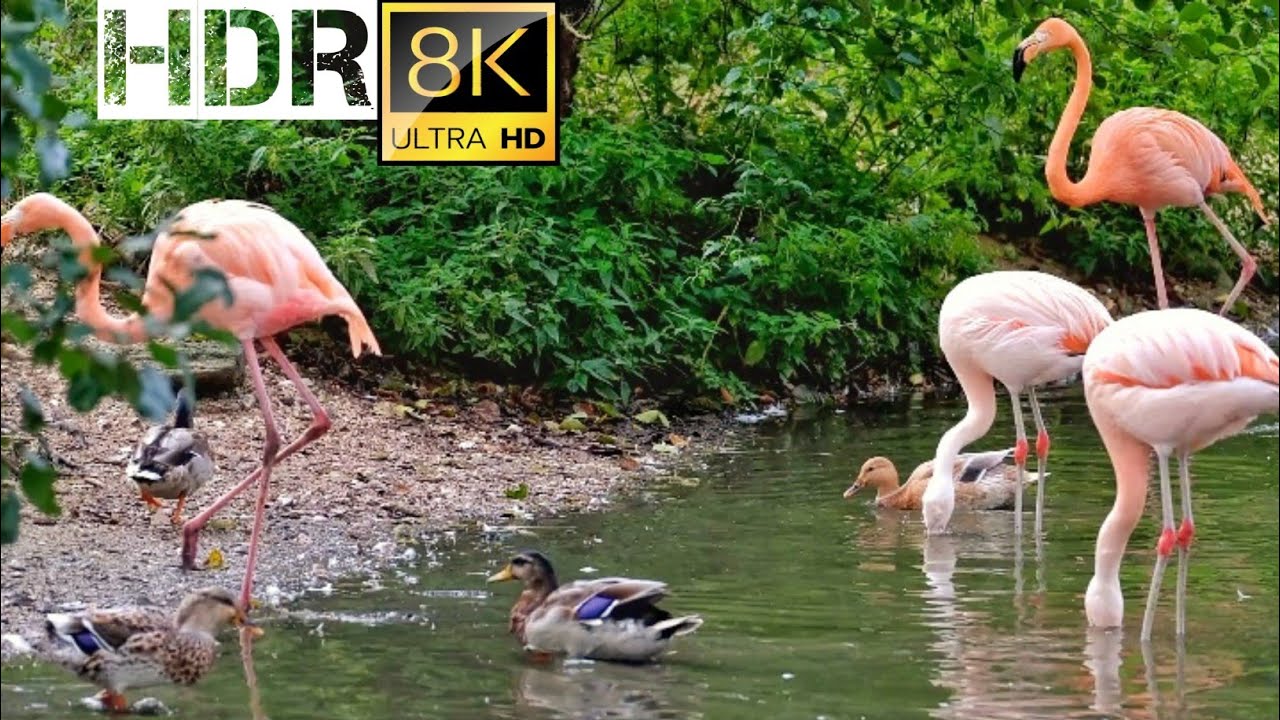 8k Animal And Birds Video Ultra HD || 8k Video Collection Of Wildlife ...