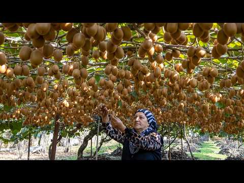 🥝Yeşil Mucize: Kivi Kompostosu ve Reçeli Nasıl Yapılır?