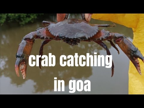 fishing in Goa/monsoon 🌧crabs🦀 catching in GOA🌅 - YouTube
