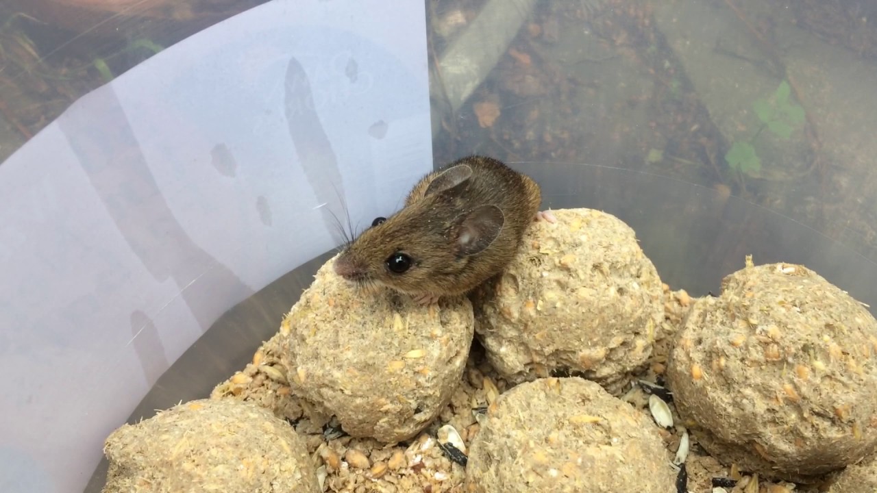 There's a mouse in my bucket! @jengovey - YouTube