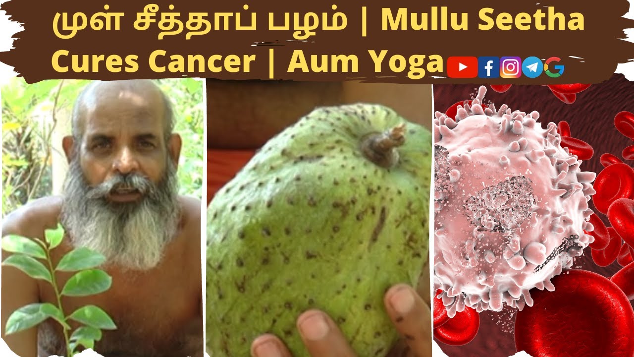 முள் சீத்தாப் பழம் | Soursop | Soursop fruit | Mullu Seetha Cures ...
