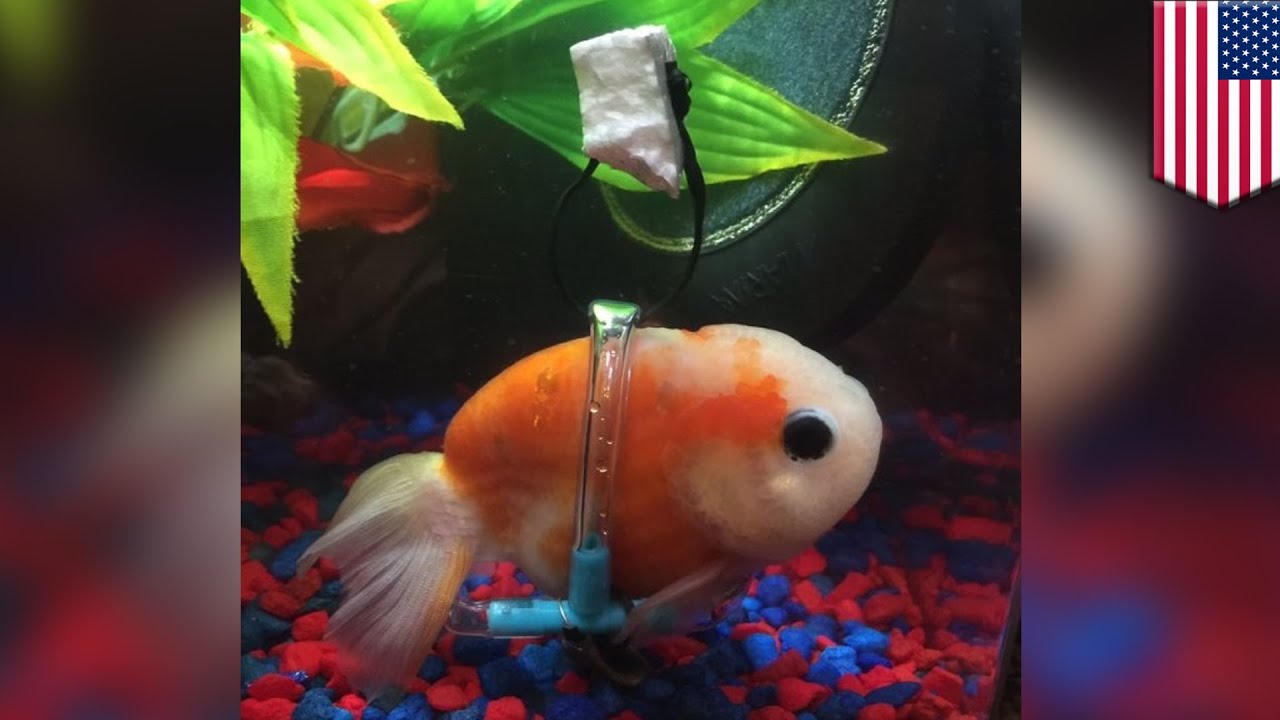 'Kursi roda untuk ikan' membantu ikan mas berenang kembali - Tomonews ...