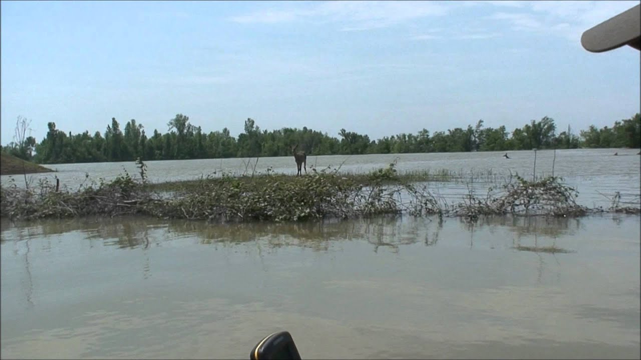 starving deer - YouTube