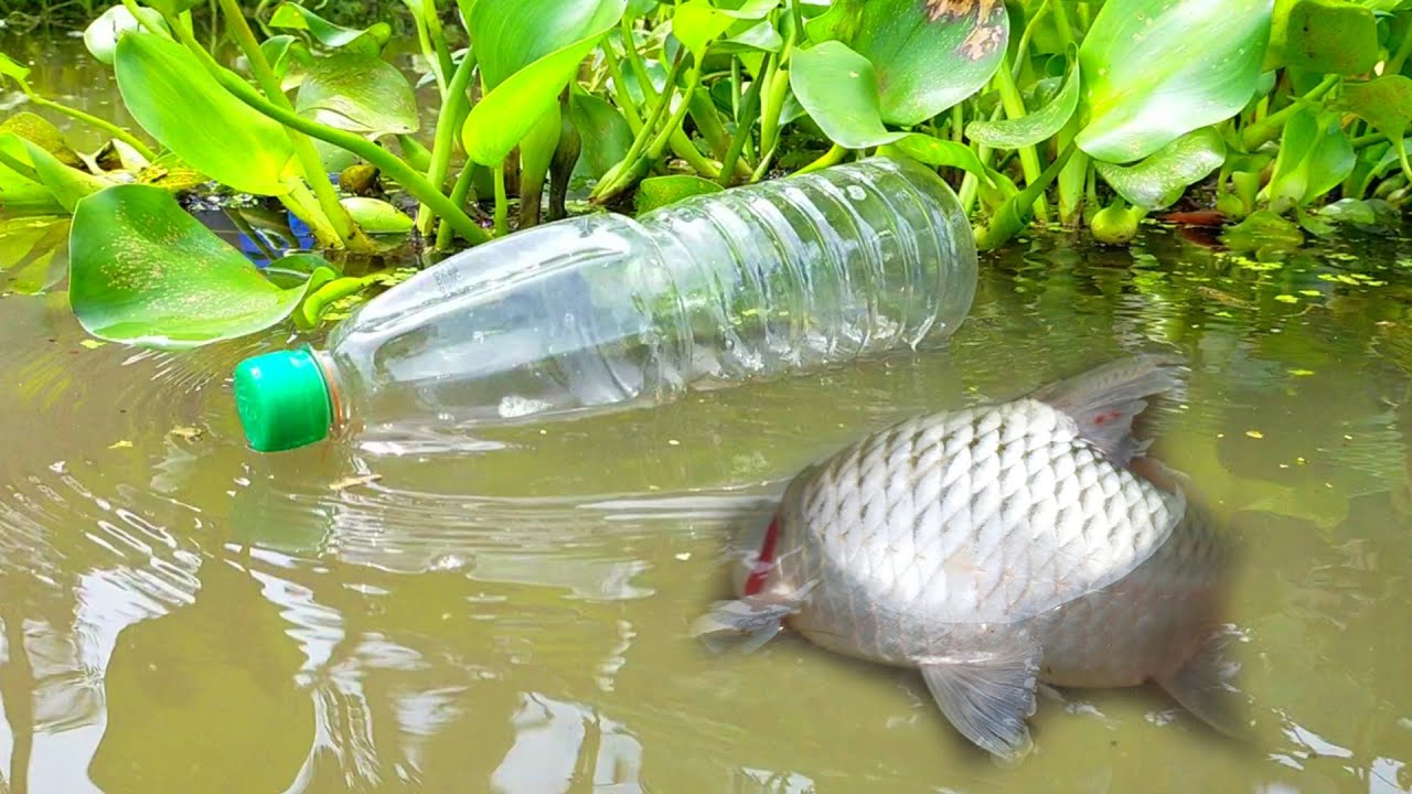 Best Hook Fishing - Traditional Hook Fishing With Plastic Bottle - Fish ...