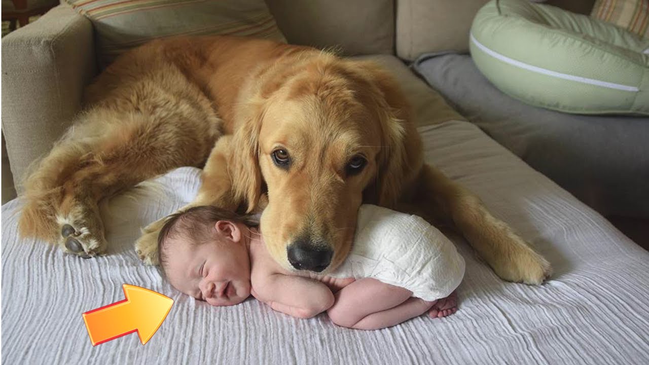 Cute Dogs Babysitting Babies - Dogs Protecting Babies🐶 - YouTube