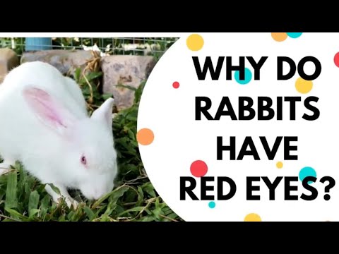 Why Do Rabbits Have Red Eyes? - YouTube