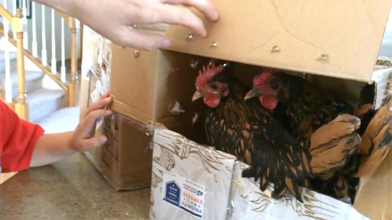 Chick Mailing Boxes