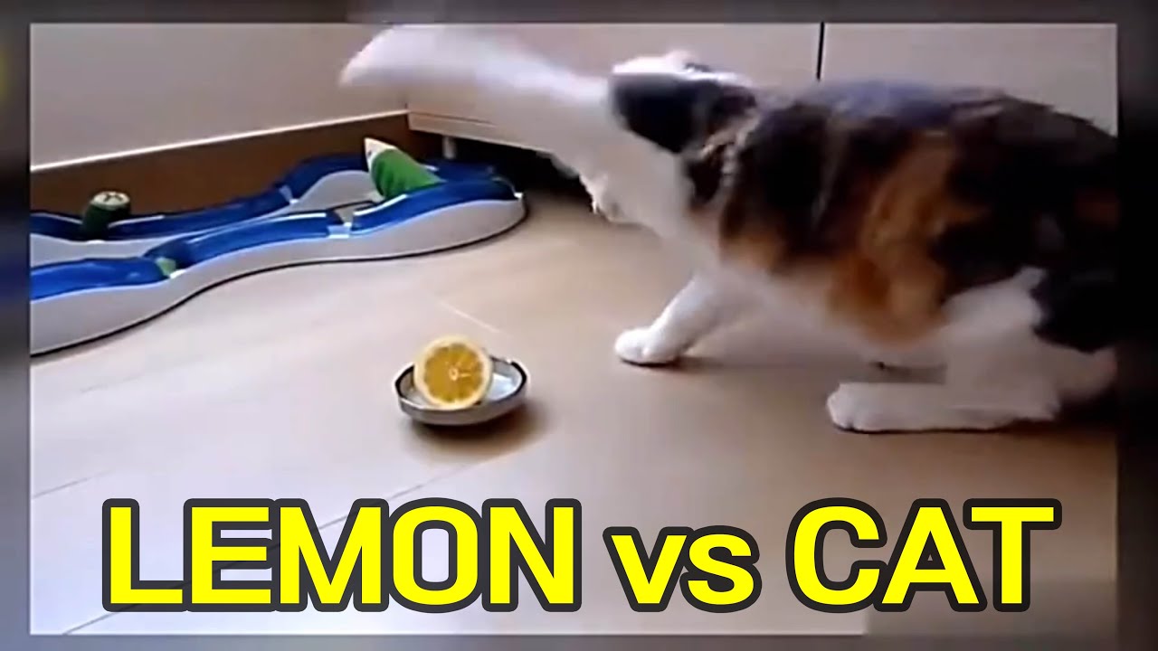 cat vs lemon / Cat and dogs feeling lemon - YouTube