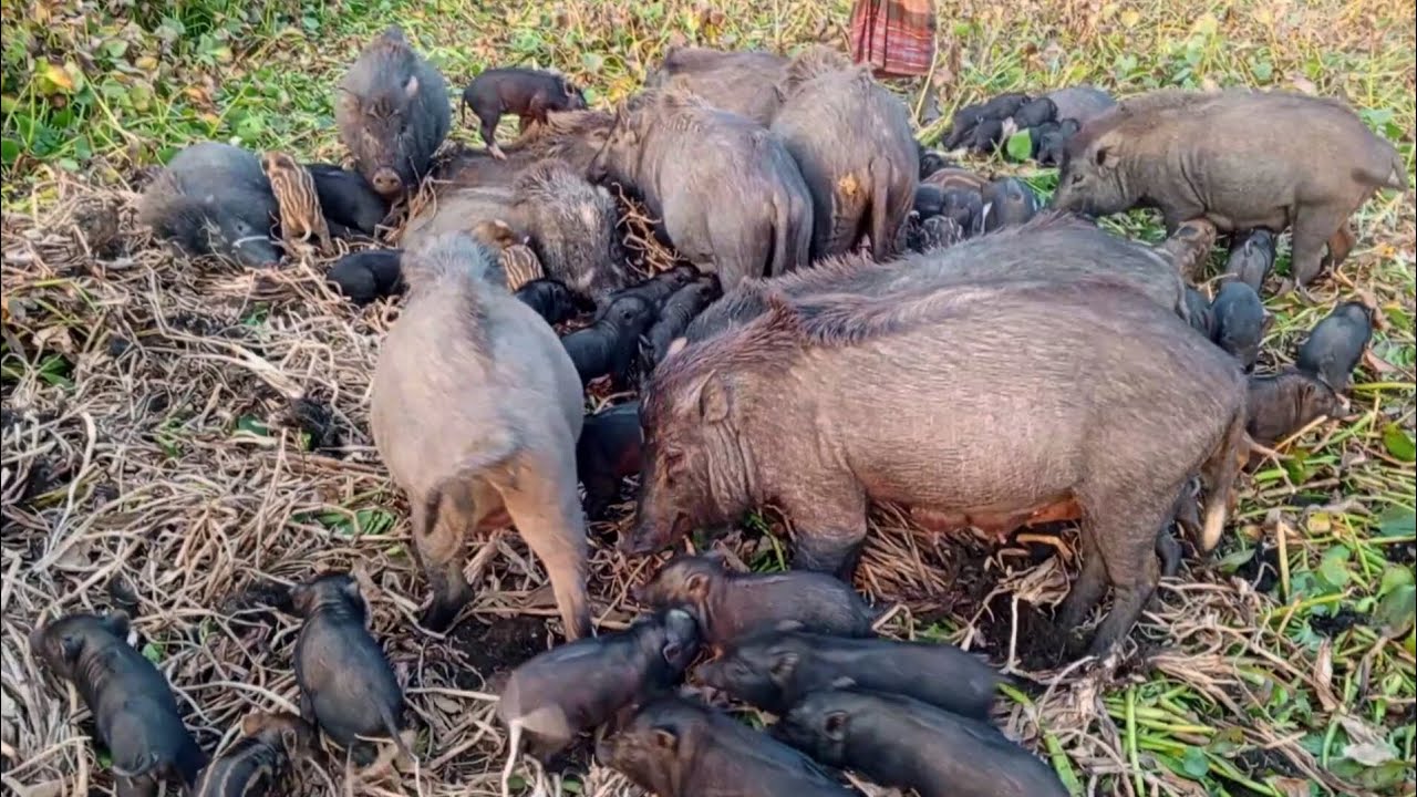 group sukor animal's - YouTube