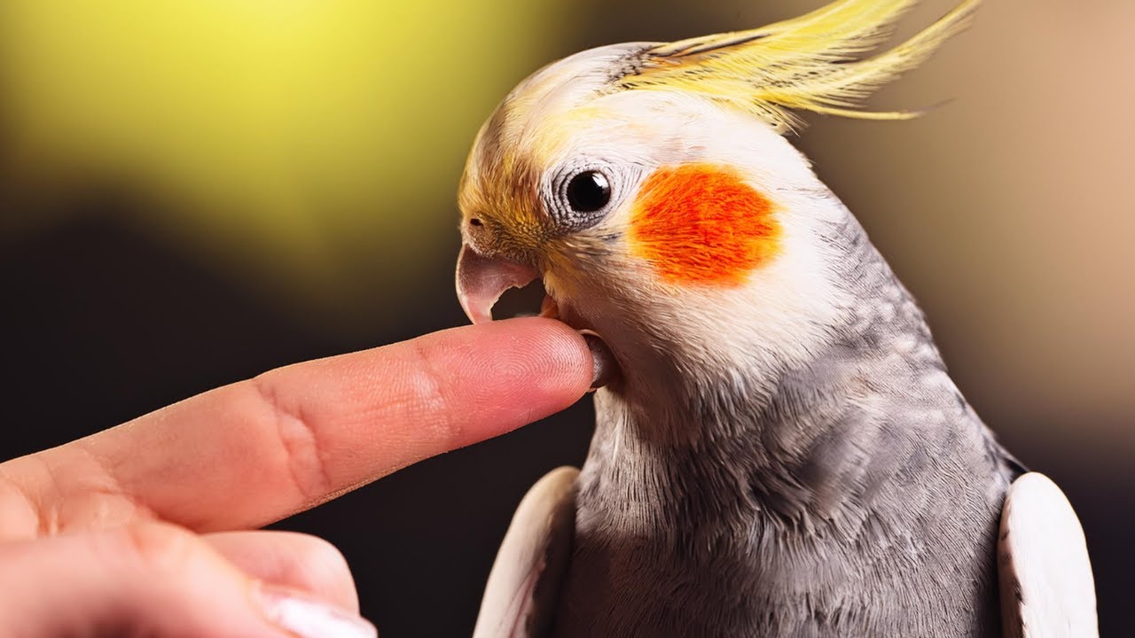 How to Stop Your Cockatiel from Biting? Check Out 10 Solutions to Avoid ...