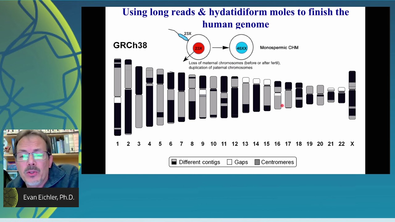 Telomere-to-telomere sequencing and evolution of complex regions of the ...