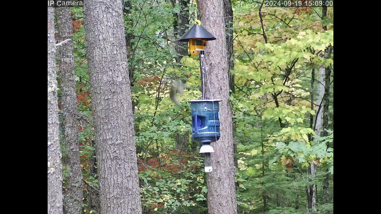 20240919 150709 Squirrel falling off of birdfeeder backyard - YouTube