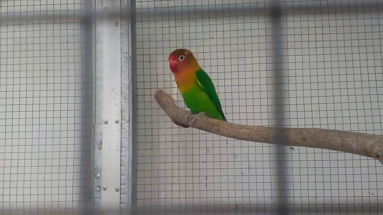 Love Bird ( Burung Cinta ) Karamba - YouTube