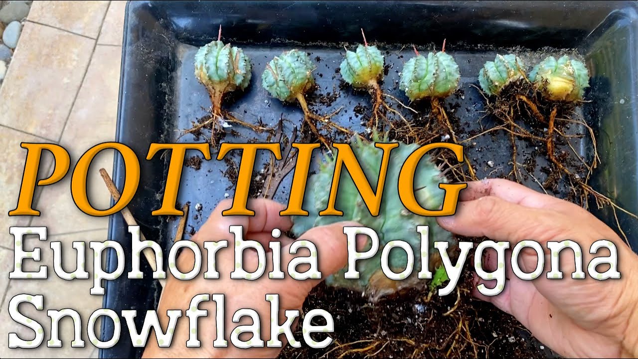 DIY Mosaic Pot Transformation: Planting Euphorbia Polygona Snowflake ...