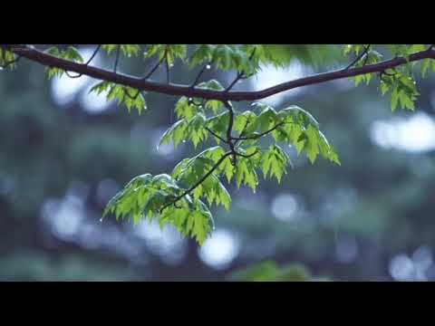 Hər nə edərsənsə, edərsən özün. (Aysel Cəfərli-nin şeiri)