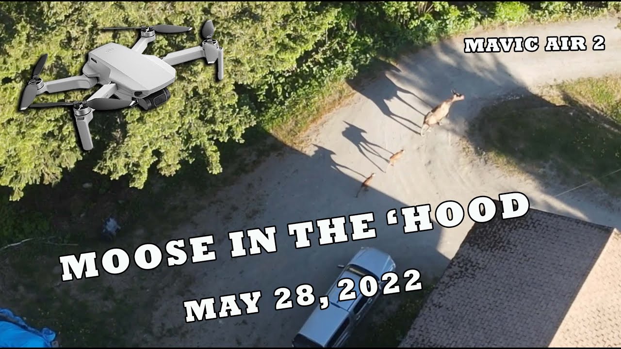 Moose In the Hood - YouTube