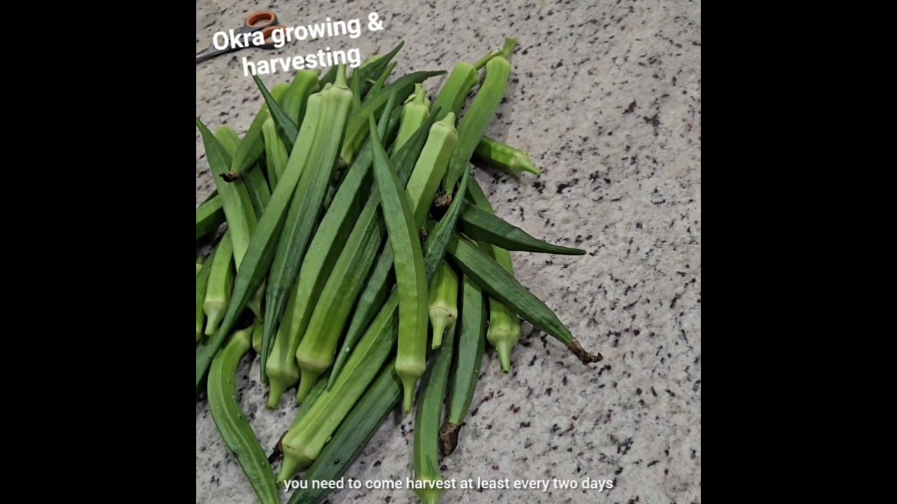 How To Harvest Lady Finger
