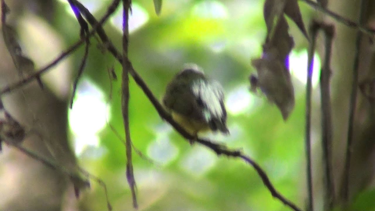 Snow capped Manakin - YouTube