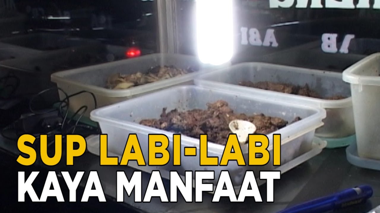 Sup Labi labi yang lezat dan bermanfaat untuk kesehatan | JELANG SIANG ...