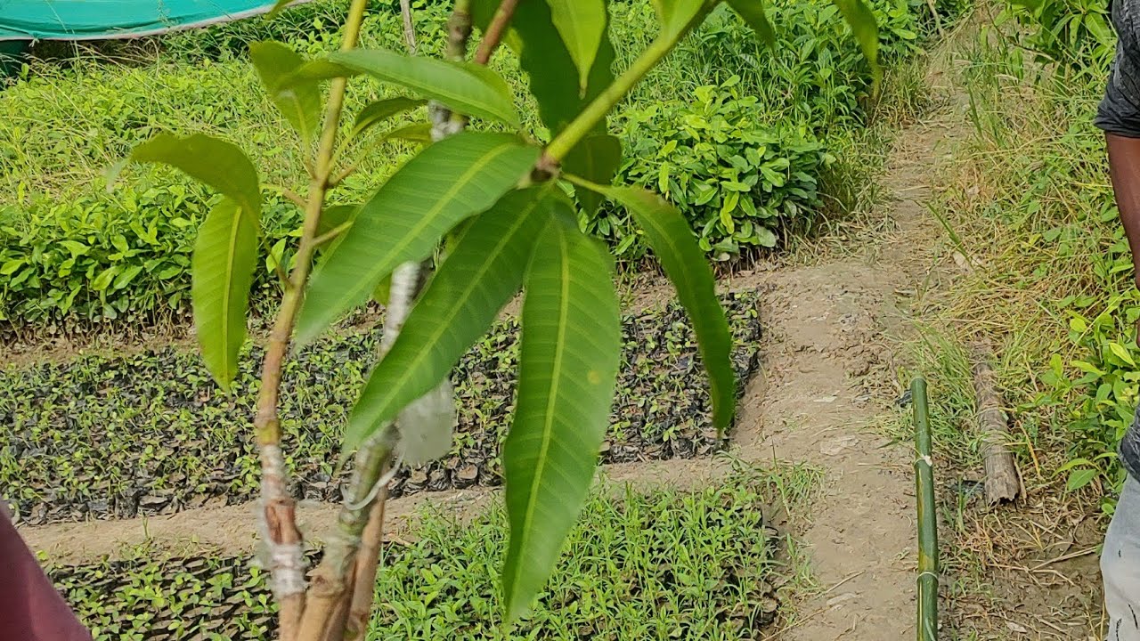 Thai sweet all veritas plent new green tree nursery all over India ...
