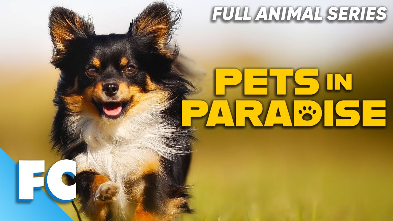 Pets In Paradise (17/26) | Season 2 Episode 04: Hell on Wheels | Full ...