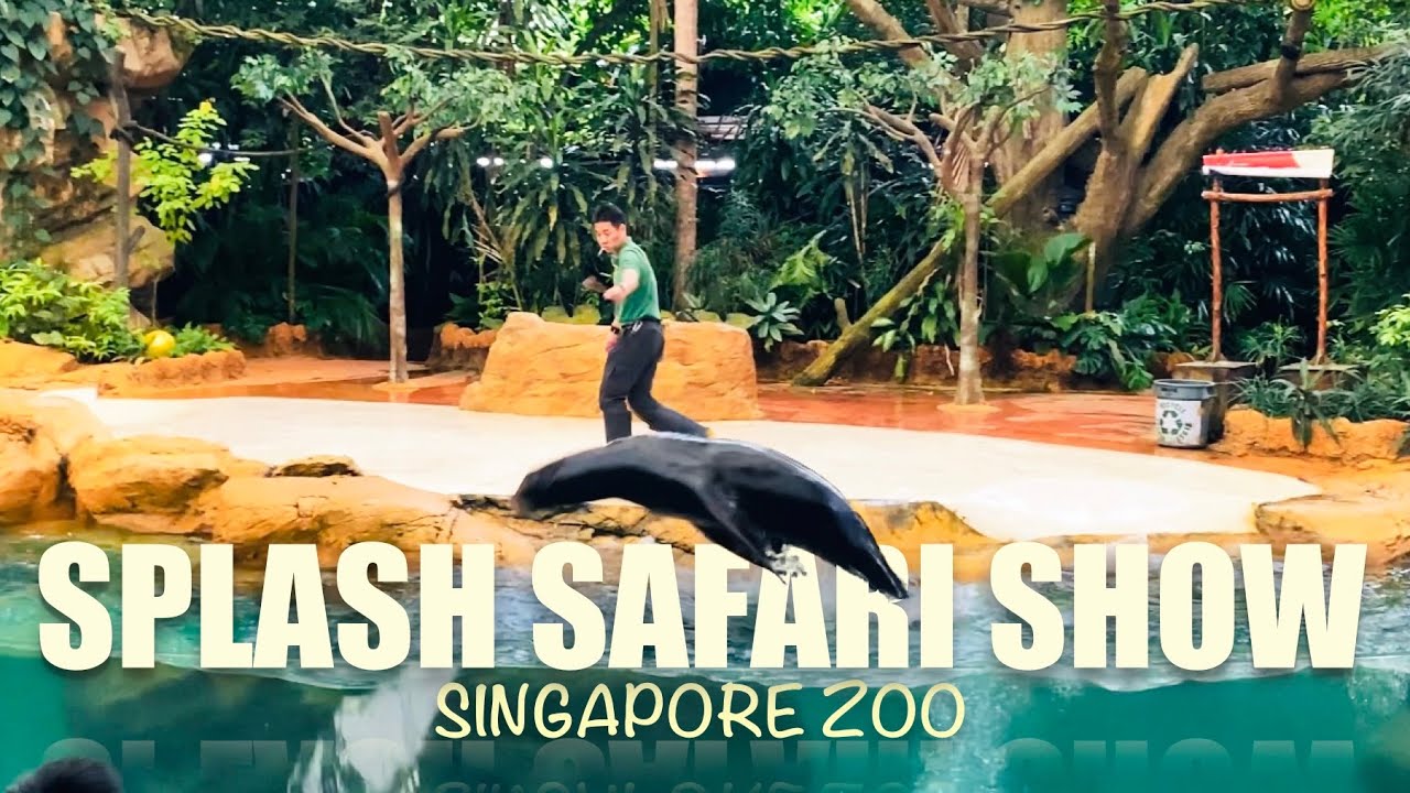 Singapore Zoo Splash Safari Show | Sea Lion Show - YouTube