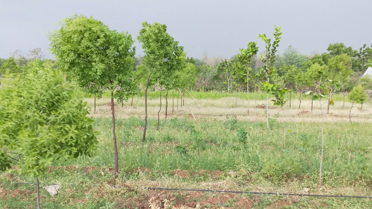 Sri gandham(sandalwood) erra chandhanam(red sandalwood) chetlu in ...