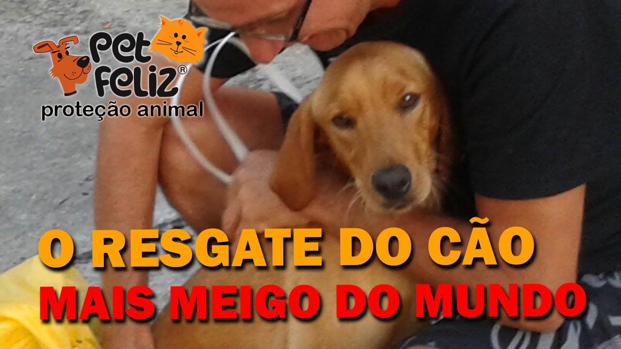 O RESGATE DO CÃO MAIS MEIGO DO YOUTUBE, UM CACHORRO LINDO E ADORÁVEL ...