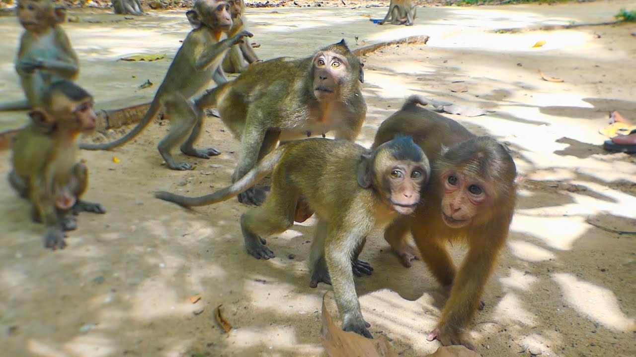 Welcome New stump-tail monkey & she is new one who just release to live ...