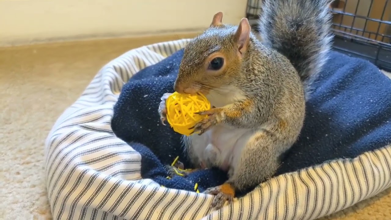 Squirrel chewing away on a birds toy - YouTube