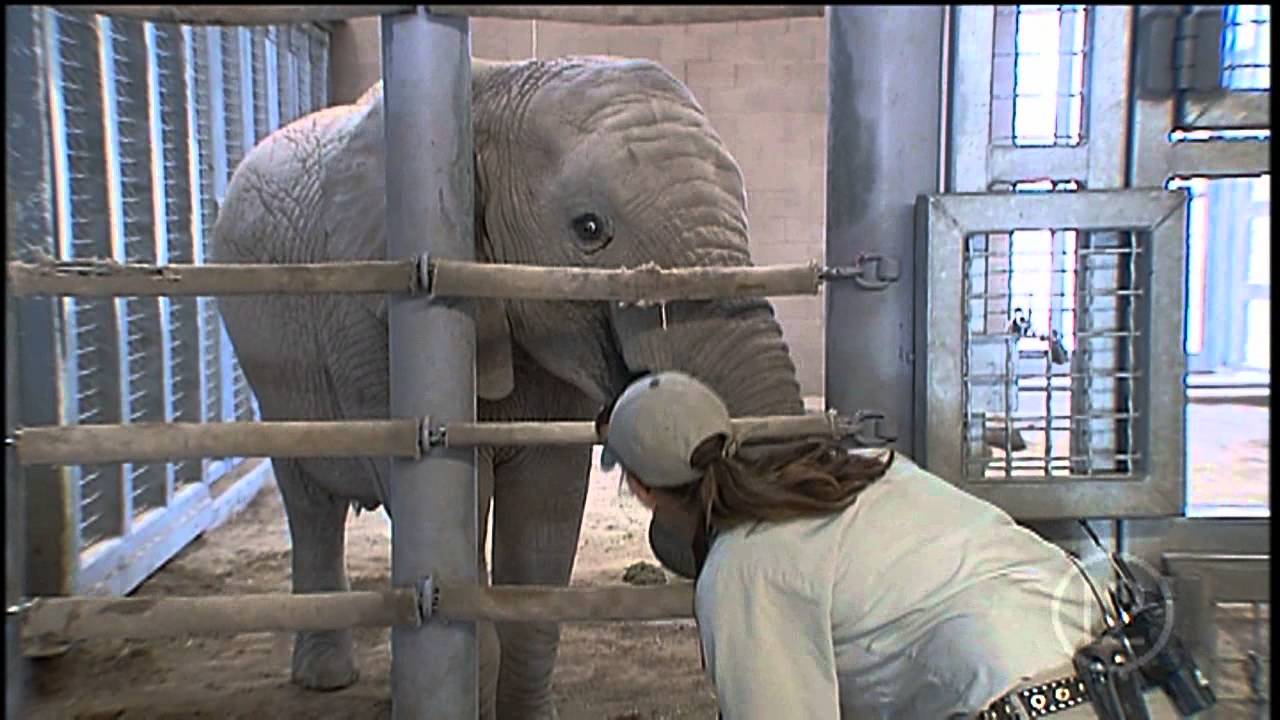 Reid Park Zoo Passes Inspection - YouTube