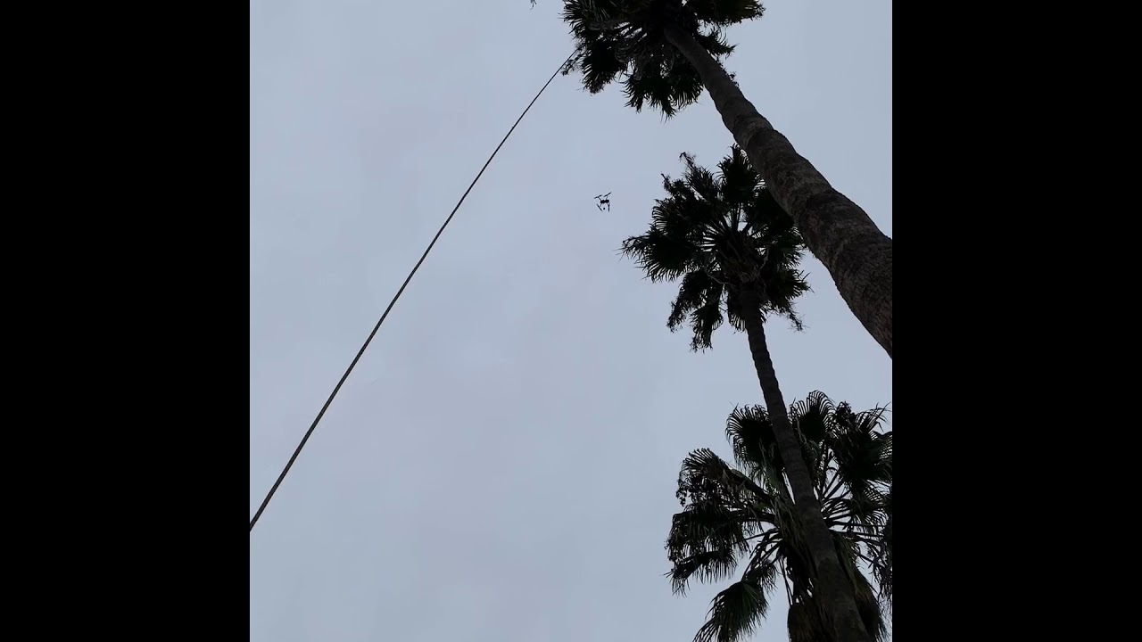 Drone used to set lines in palms - YouTube