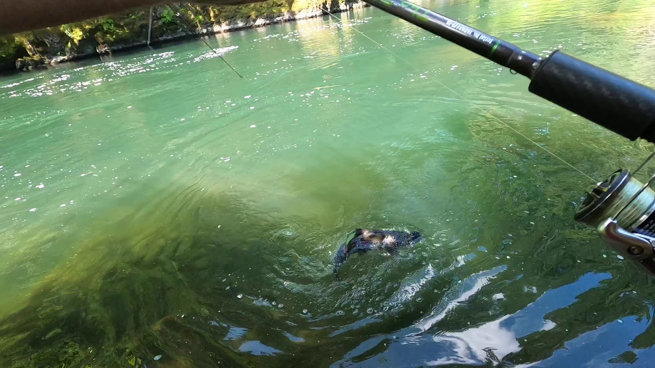 Summer Springer Fishing - YouTube