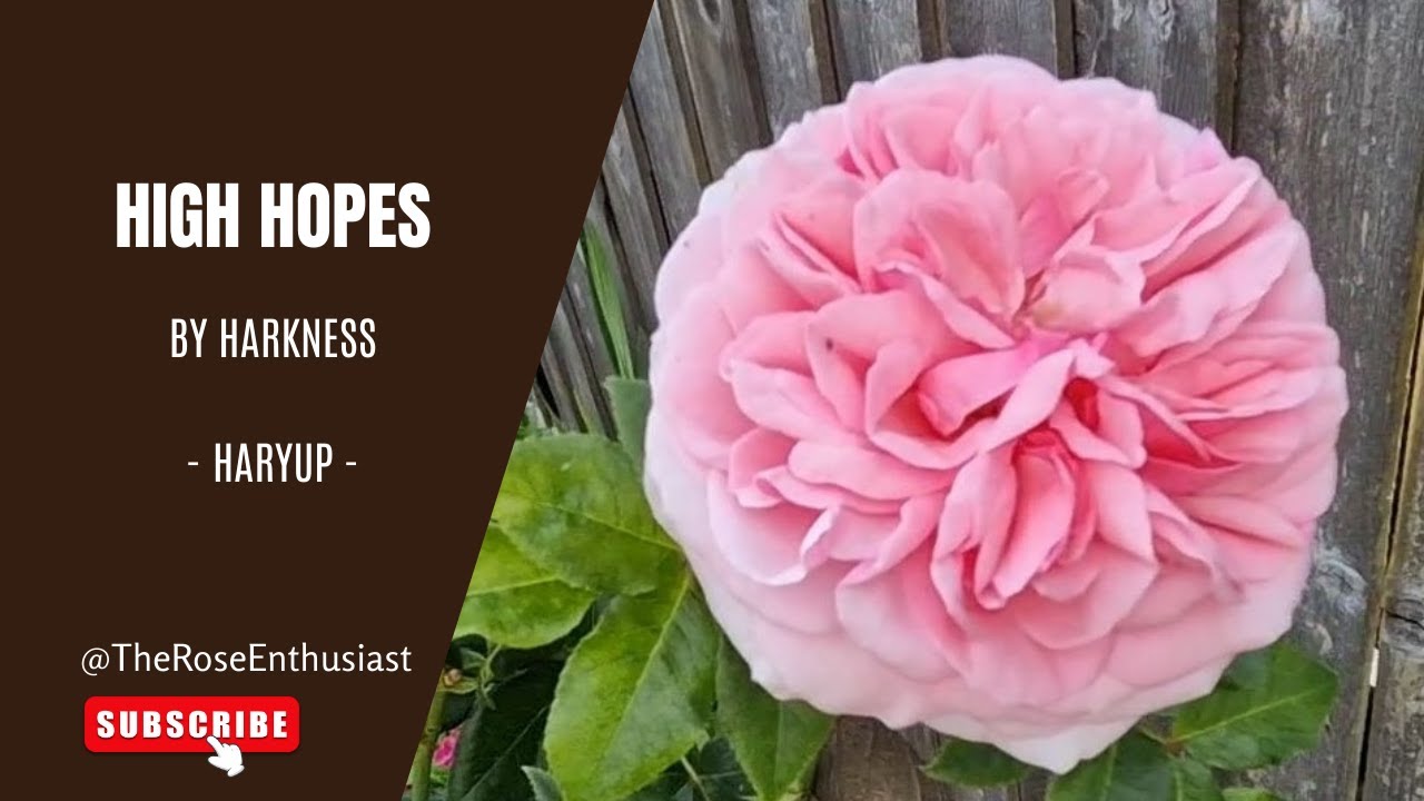 High Hopes Climber Rose (Harkness): How to Start a Gorgeous Rose Garden ...