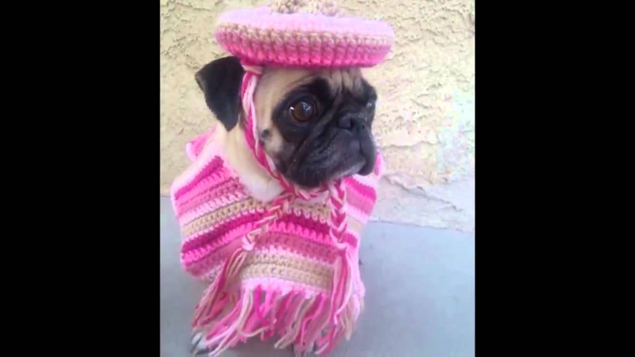Crochet-made Clothing for Pugs (Dogs) - YouTube