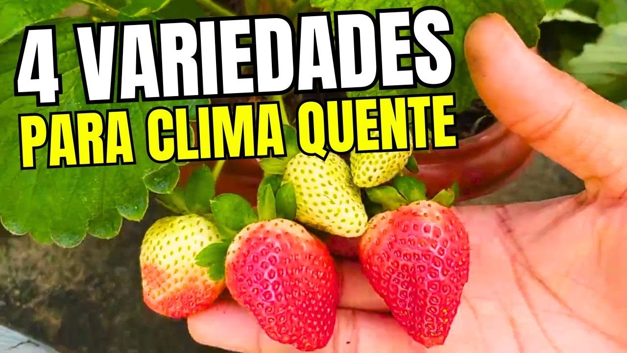 As 4 Melhores Variedades de Morangos para Produzir o Ano Todo! (Clima ...