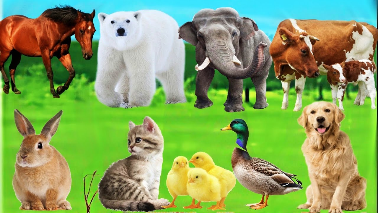 Cute Animal sounds: Cat, Dog, Cow, Elephant Horse, Bear, chicken ...