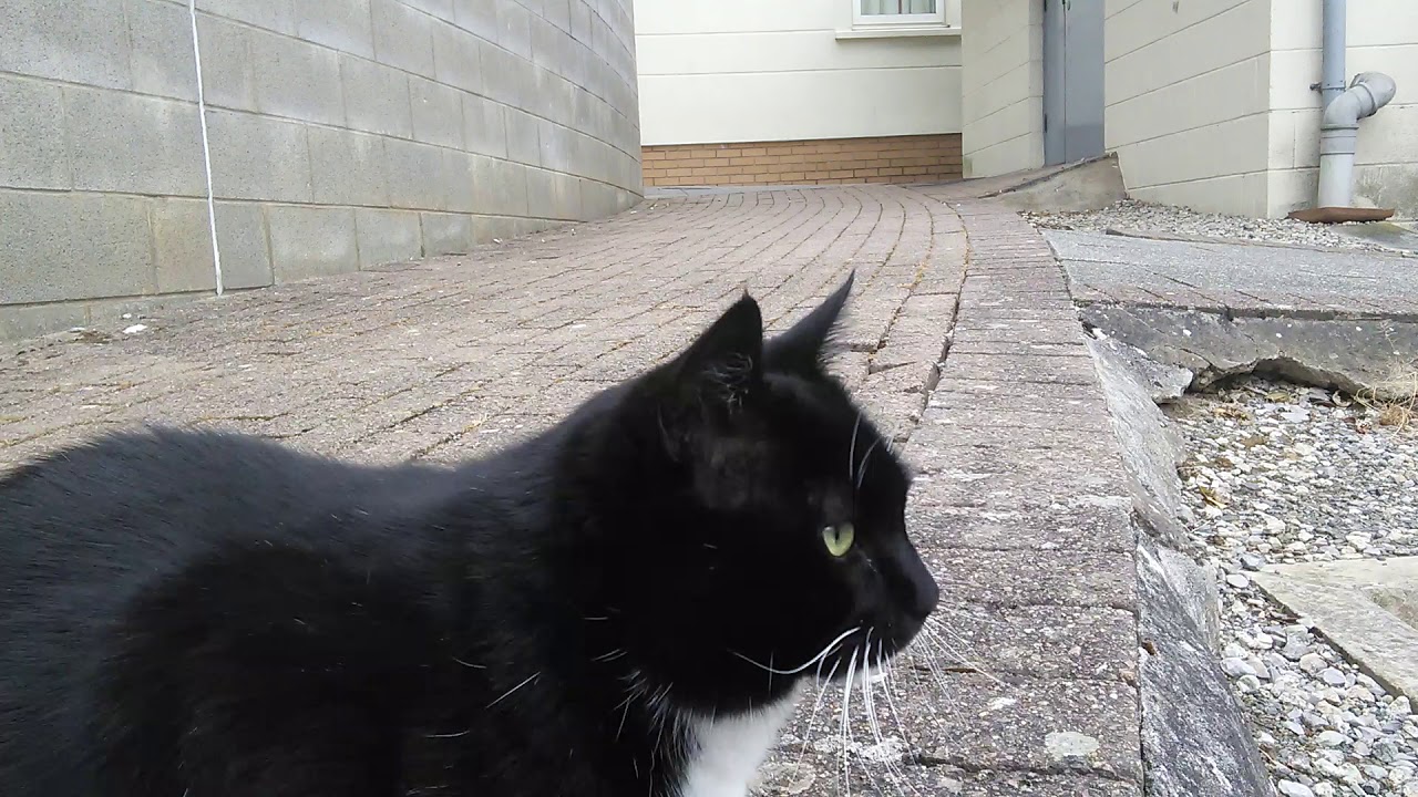Roger the cat 7 - YouTube