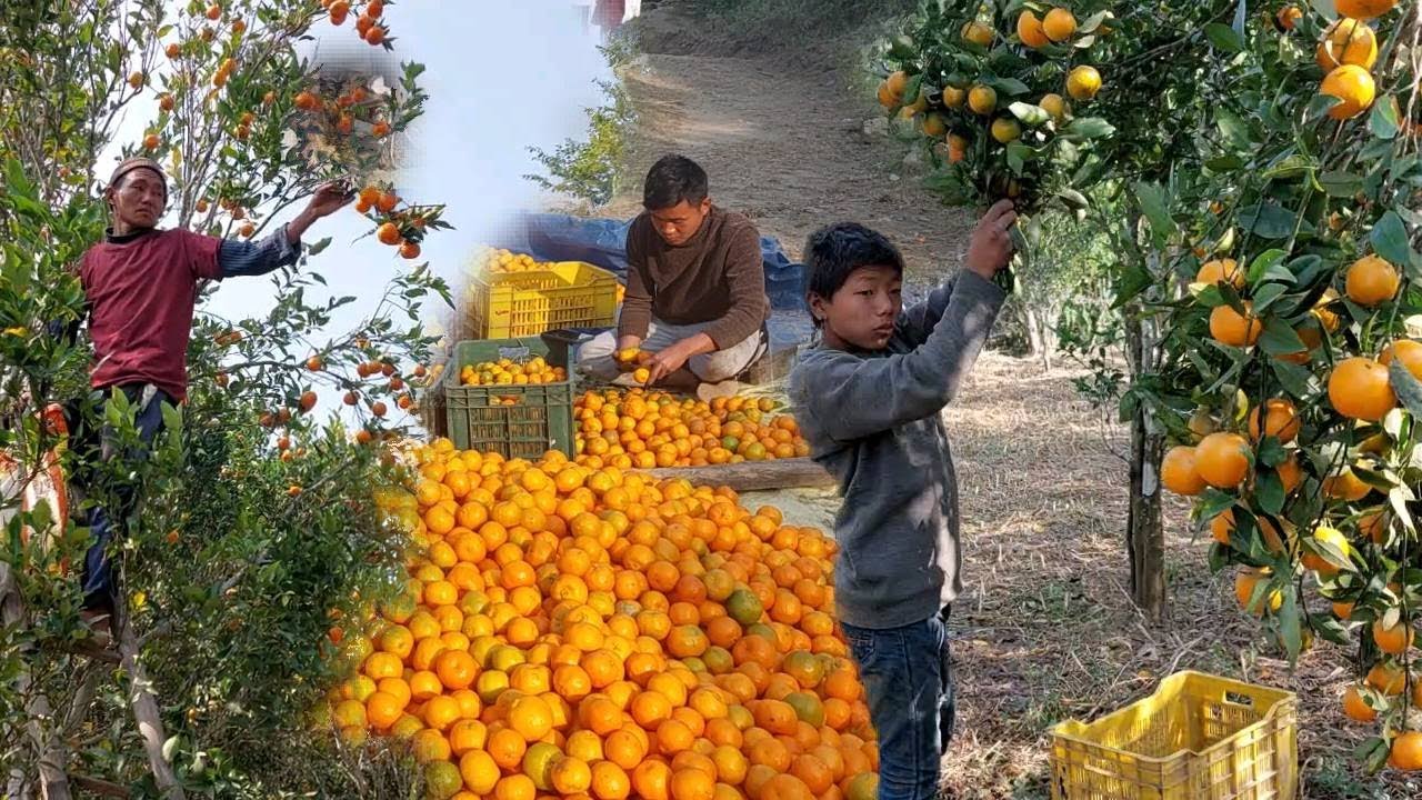 Orange Farming in Mountain Village | Picking inside orange Farm ...
