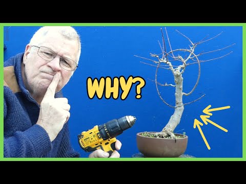 Thread Grafting a Trident Bonsai Maple in Winter — Smart Move or Big Risk?